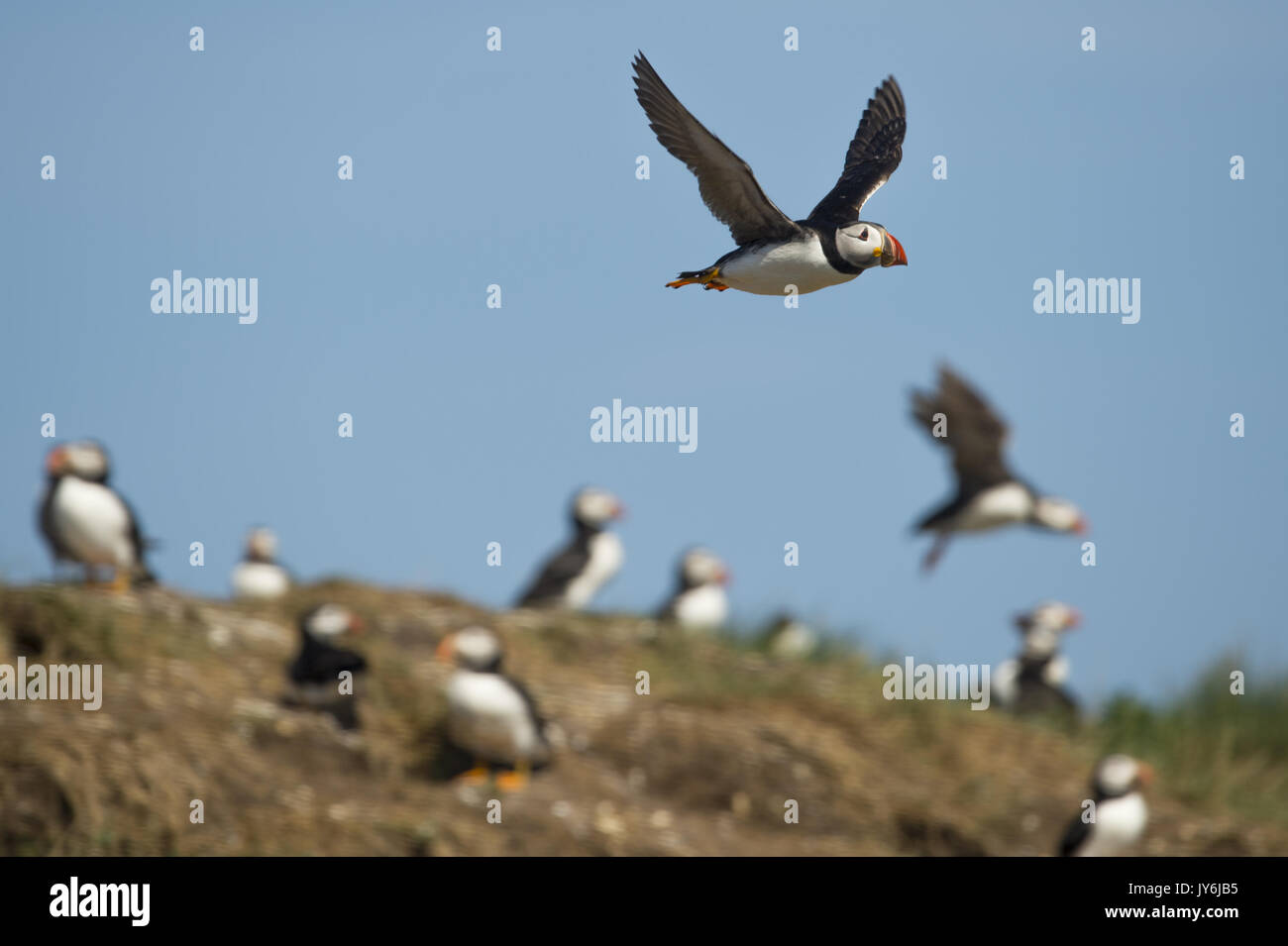 Puffins spend their last two weeks on Inner Farne and Staple Island ...