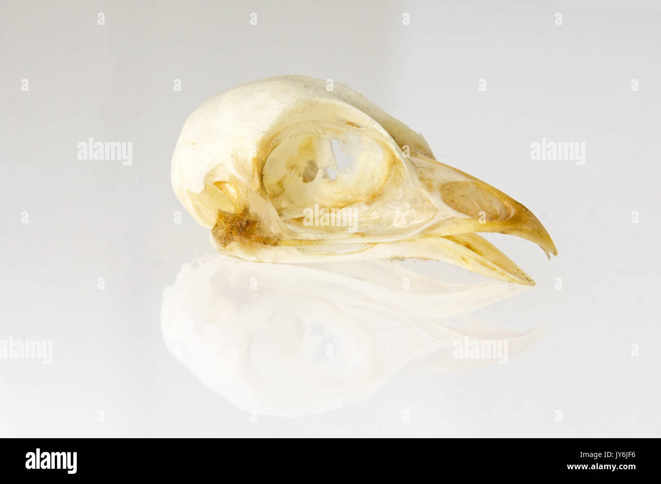 Avian anatomy hi-res stock photography and images - Alamy