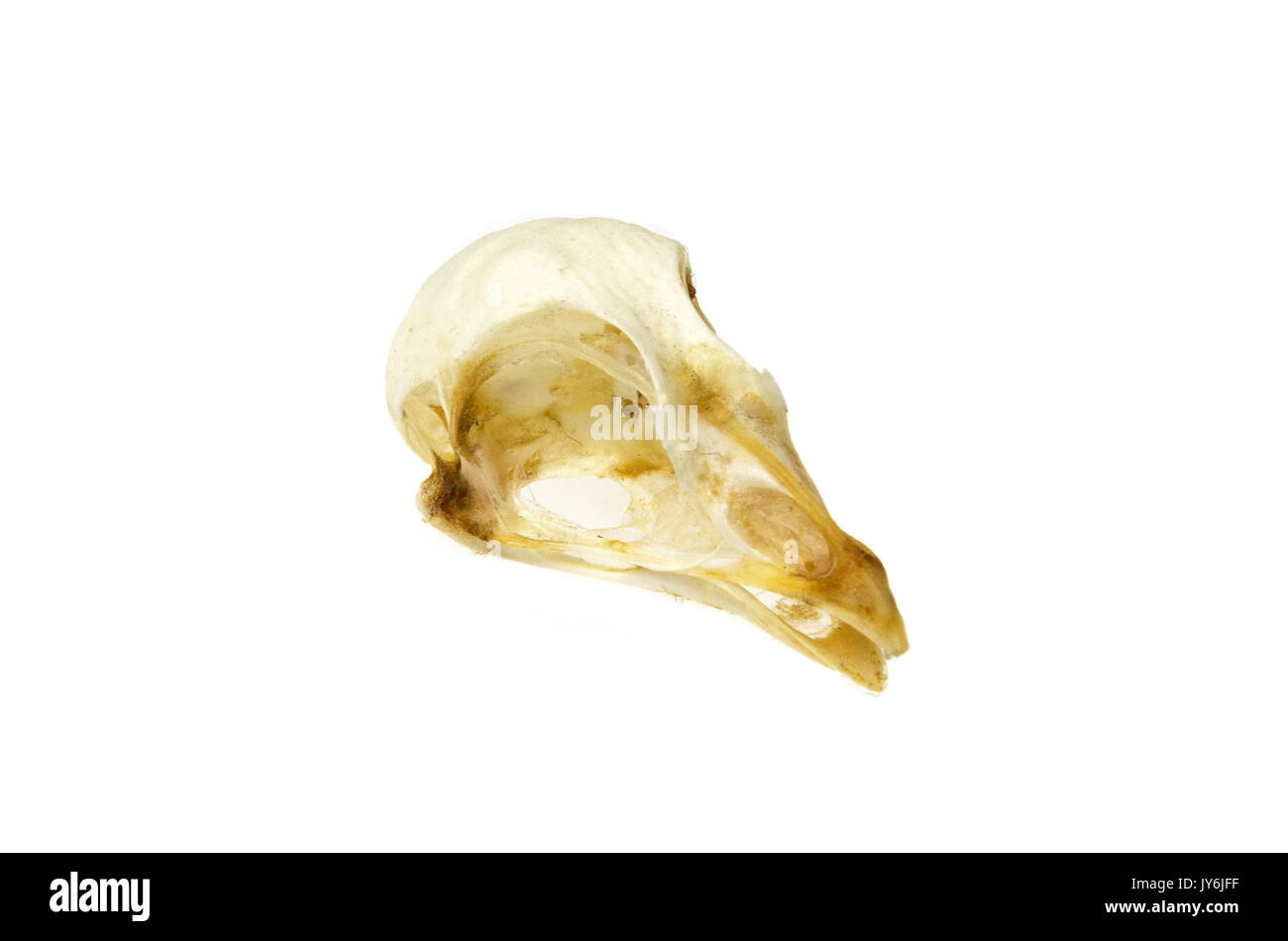 Skull of a Ruffed Grouse (Bonasa umbellus Stock Photo - Alamy