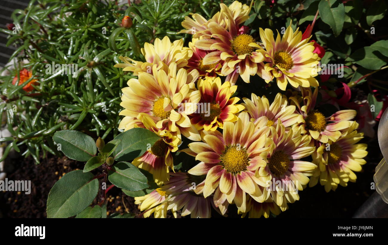 Red and yellow flower hi-res stock photography and images - Alamy