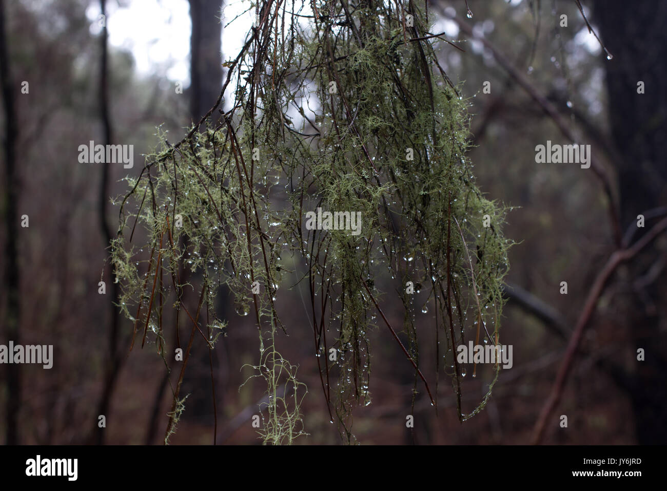 Long beard lichen tree. Usnea. Humid forest. Old man s beard Stock ...