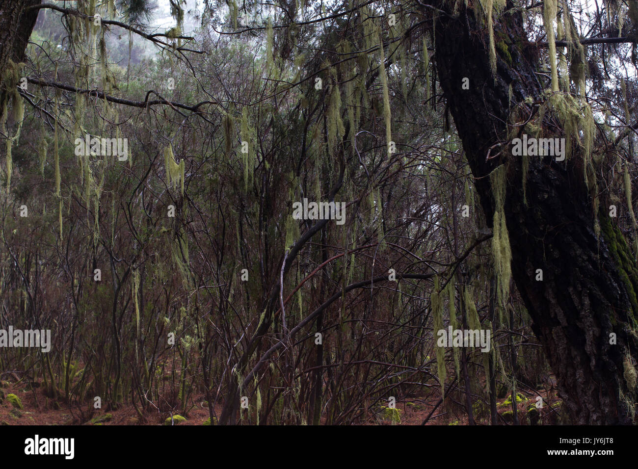 Long beard lichen tree. Usnea. Humid forest. Old man s beard Stock ...