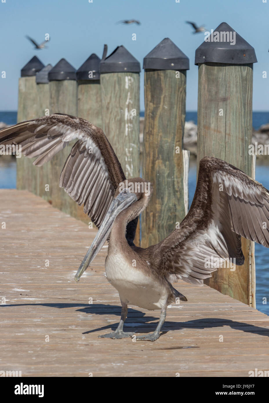 Pelican sitting hi-res stock photography and images - Alamy