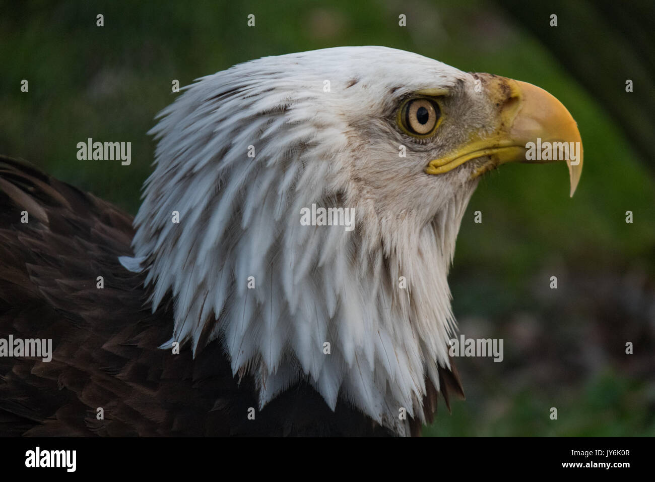 Bald Eagle Head Closeup Stock Photo - Alamy