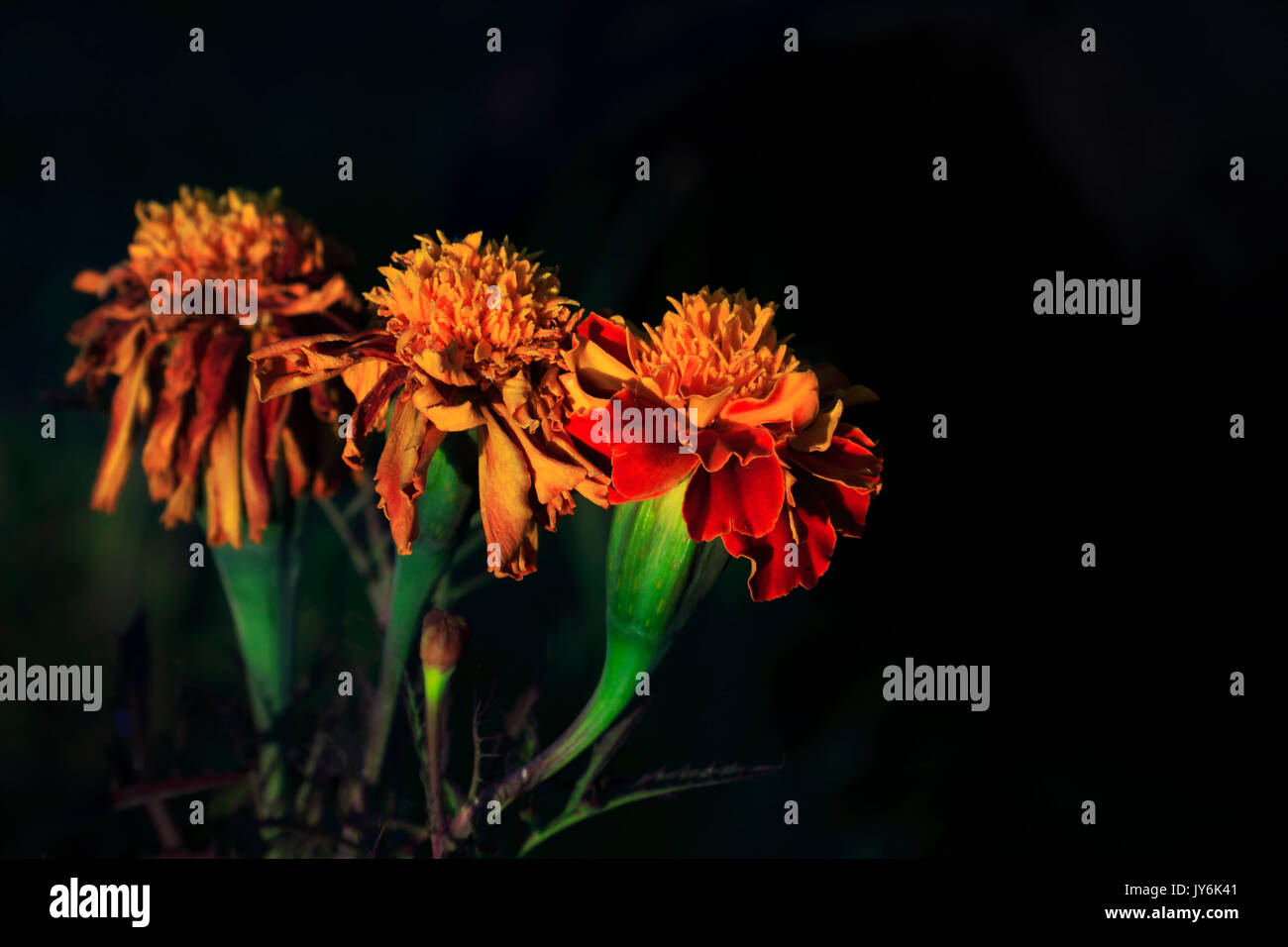 Planta de dianthus hi-res stock photography and images - Alamy