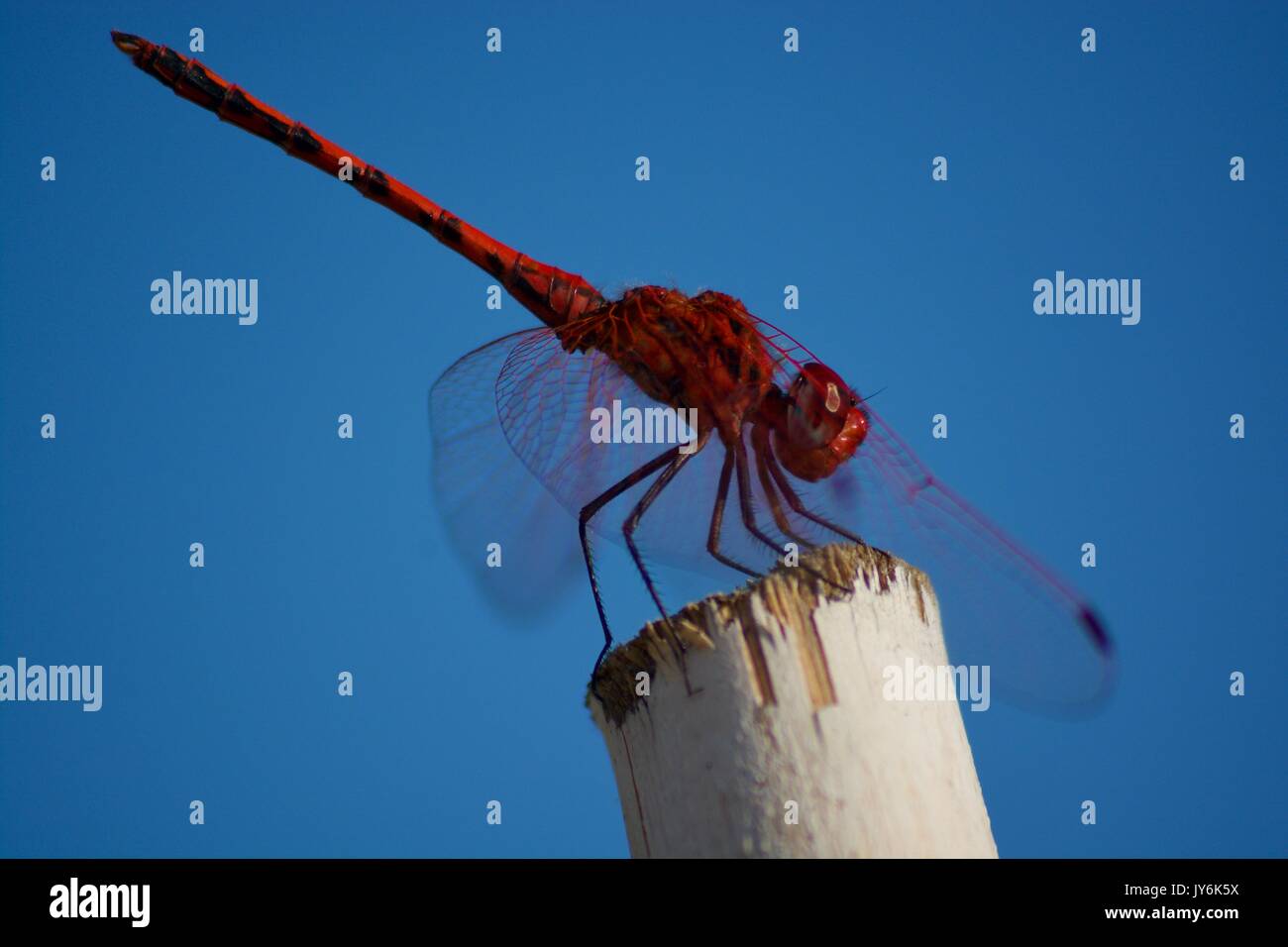 Red Dragonfly resting on a fence Stock Photo - Alamy