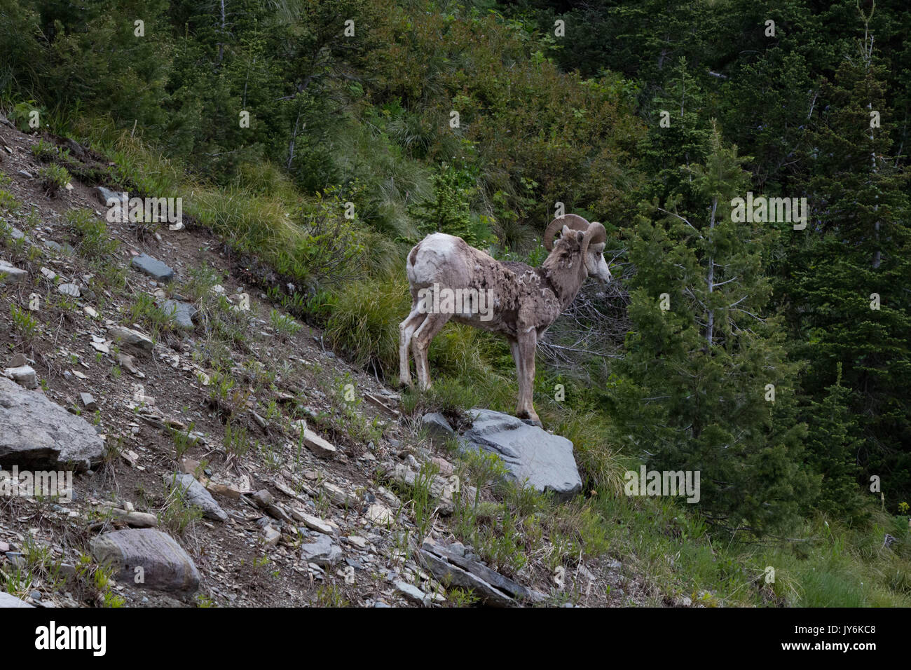 Bighorn Sheep standing on Rock of Grassy Mountain Slope at Glacier ...
