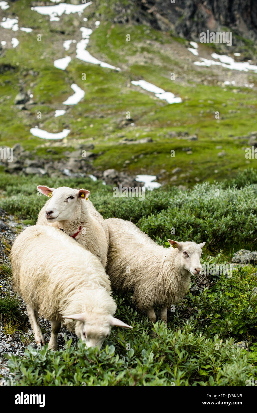Sheep on pasture in Norwegian mountains. Roldalsfjellet, Odda, Norway ...