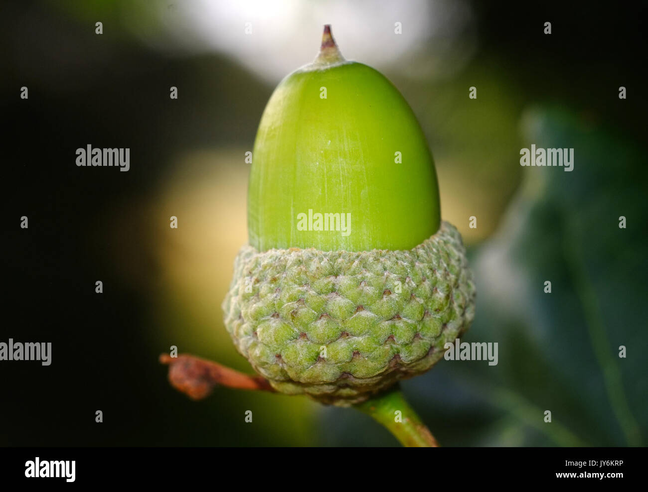 Acorn oak tree hi-res stock photography and images - Alamy