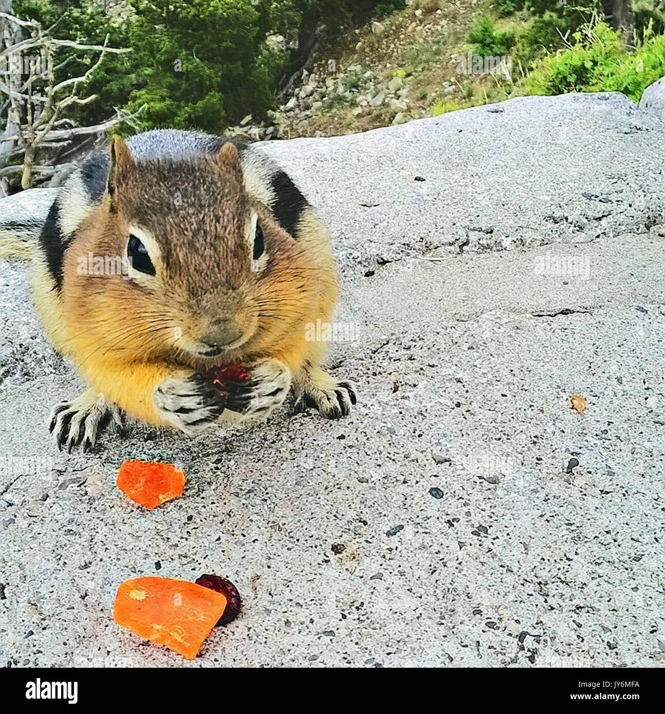 Chipmunk Eating on Beartooth Pass Montana Stock Photo - Alamy