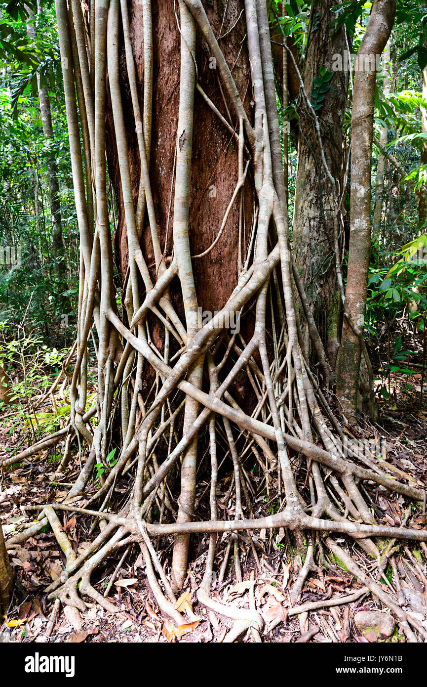 Strangler fig trees australia hi-res stock photography and images - Alamy