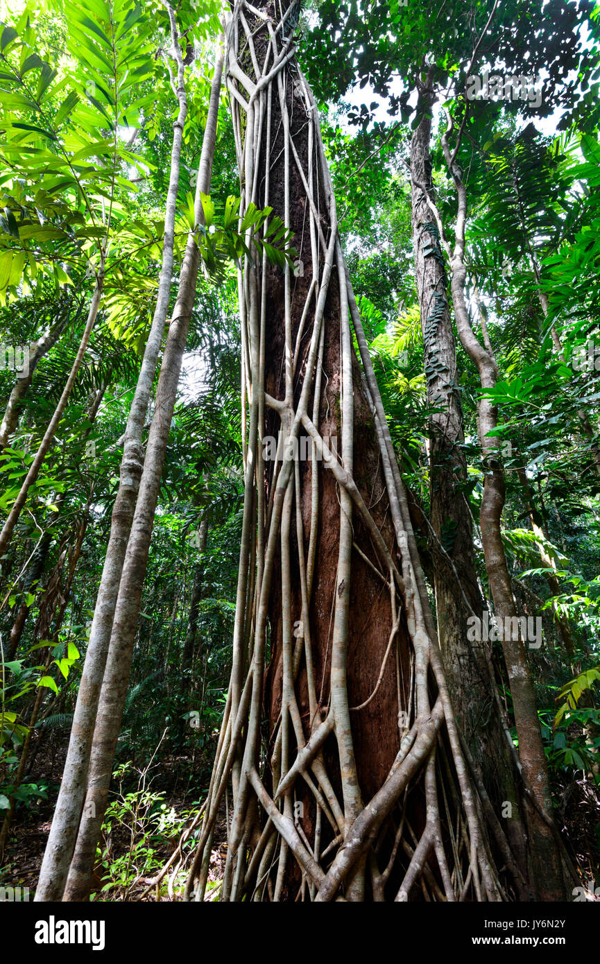 Fig Tree growing along the Dubuji Boardwalk, Cape Tribulation, Daintree ...