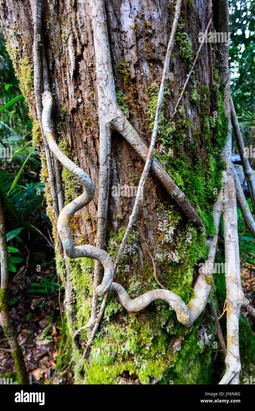 Twisted Vine Stock Photos & Twisted Vine Stock Images - Alamy
