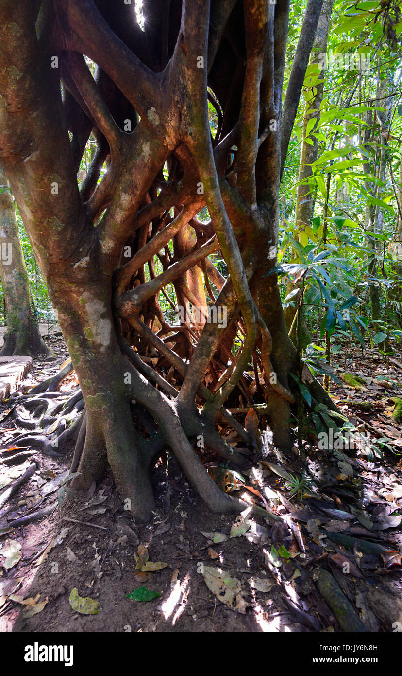 Strangler fig trees australia hi-res stock photography and images - Alamy