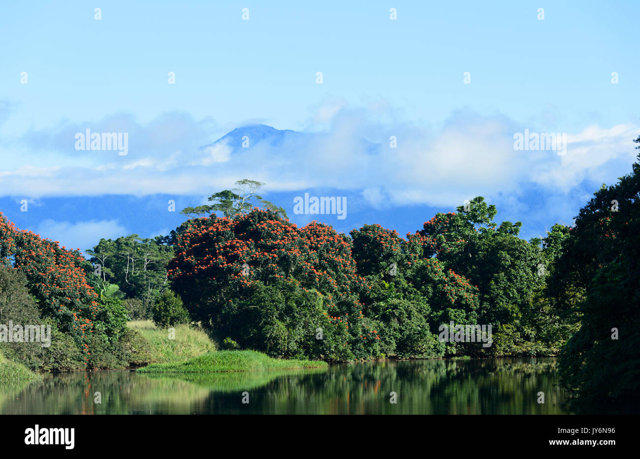 Trees in bloom along the Johnstone River near Innisfail, Far North ...