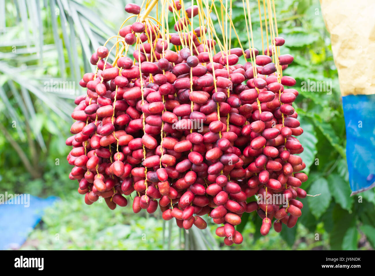 Cluster of dates hanging from a date palm Stock Photo - Alamy