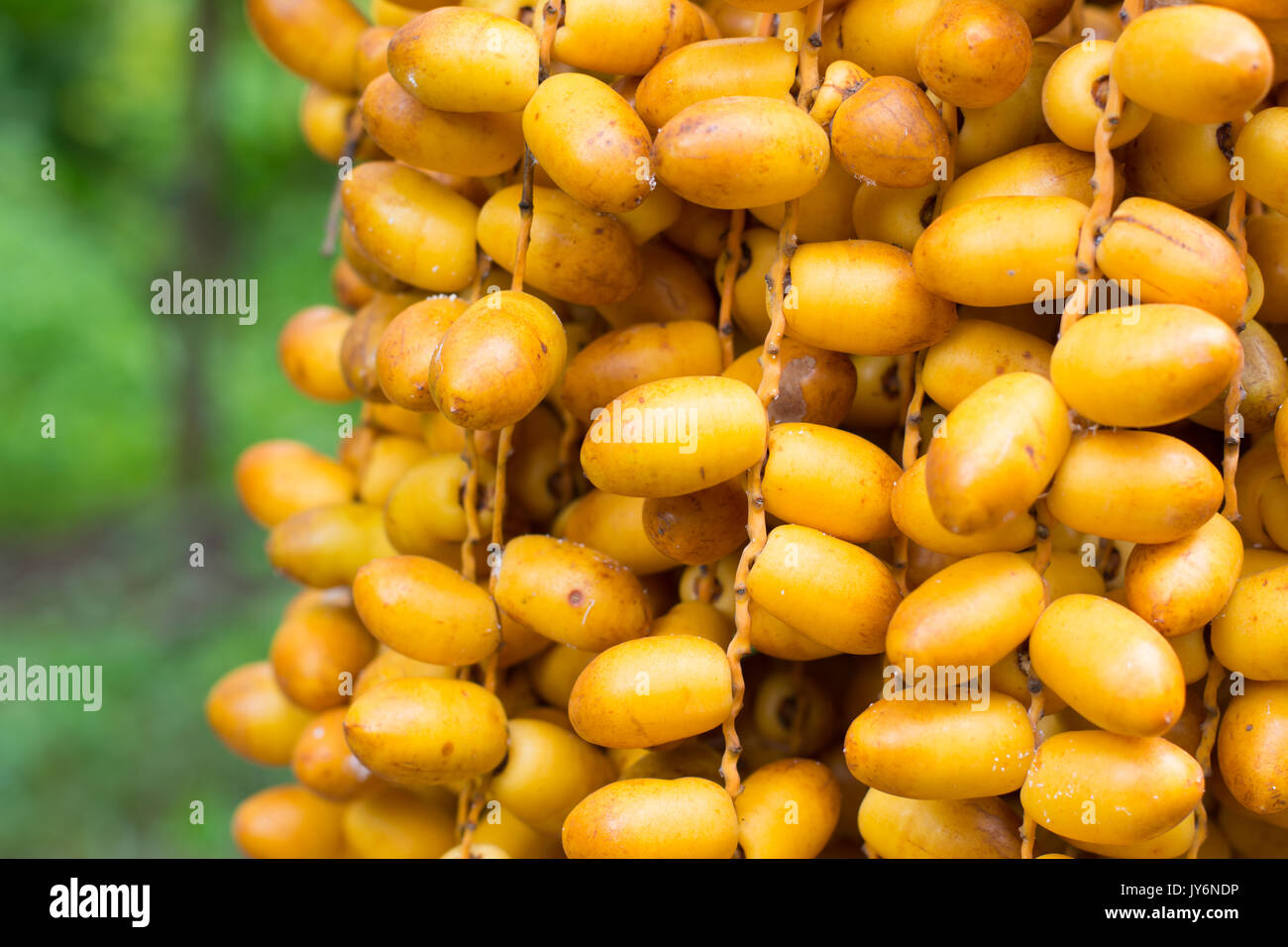 Cluster of dates hanging from a date palm Stock Photo - Alamy