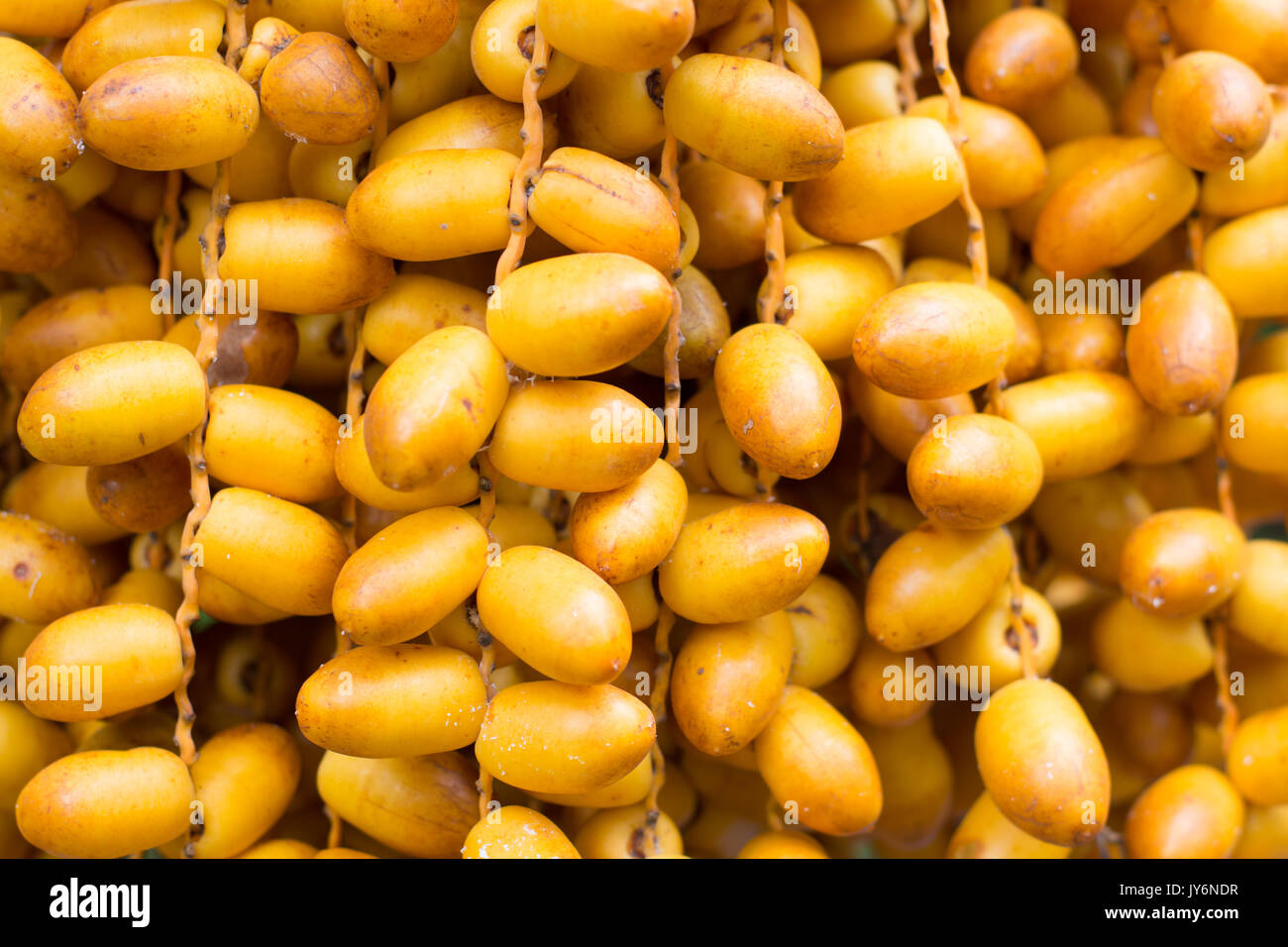 Cluster of dates hanging from a date palm Stock Photo - Alamy