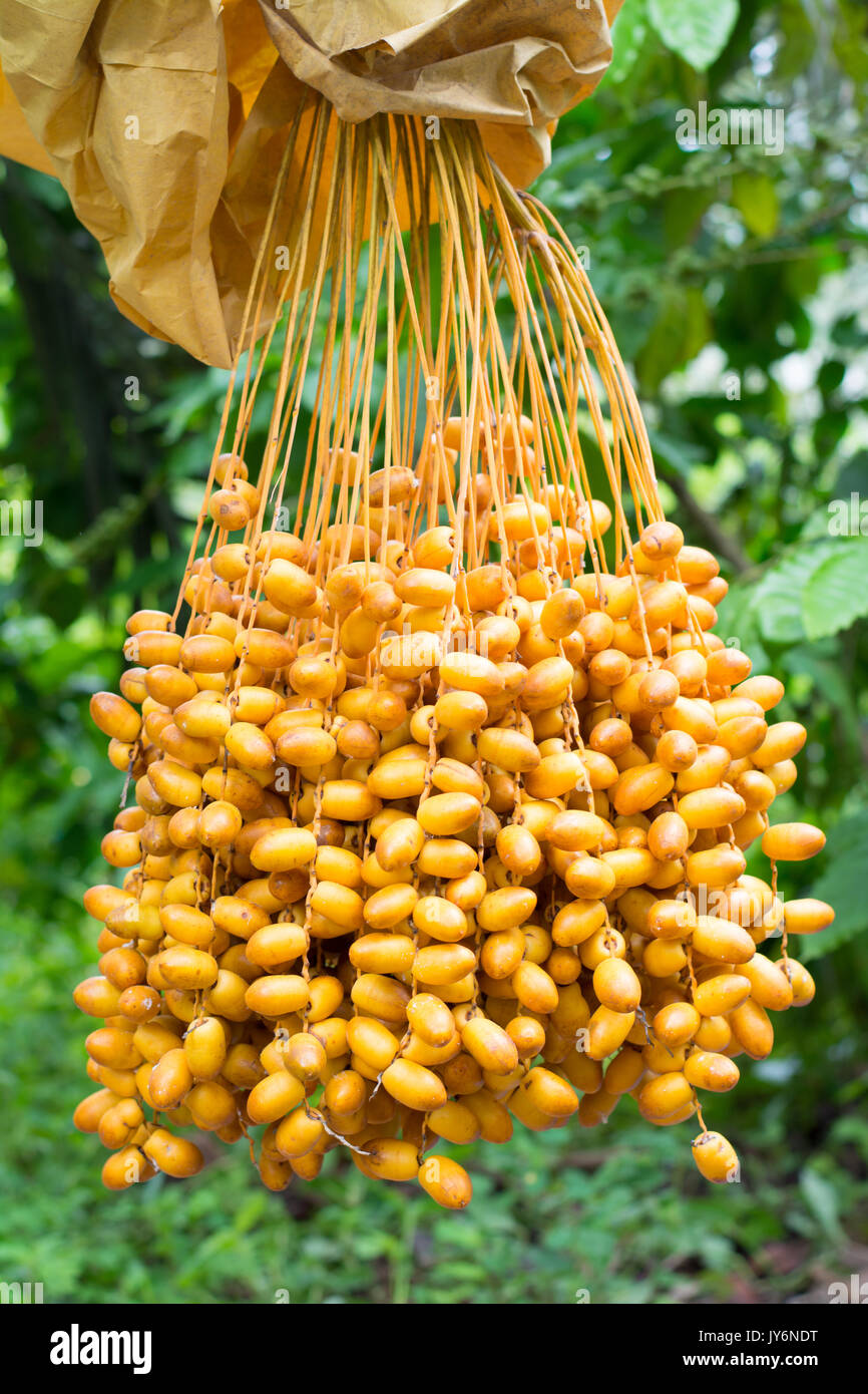 Cluster of dates hanging from a date palm Stock Photo - Alamy