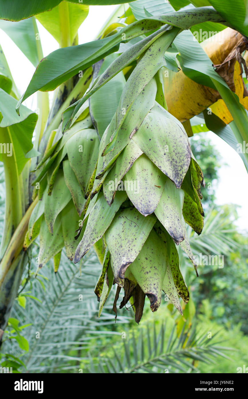 Musa glauca hi-res stock photography and images - Alamy
