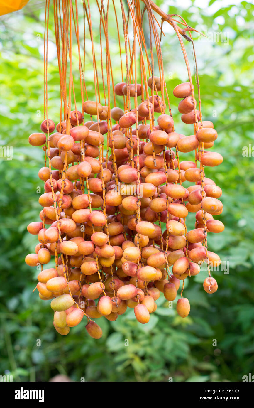 Cluster of dates hanging from a date palm Stock Photo - Alamy