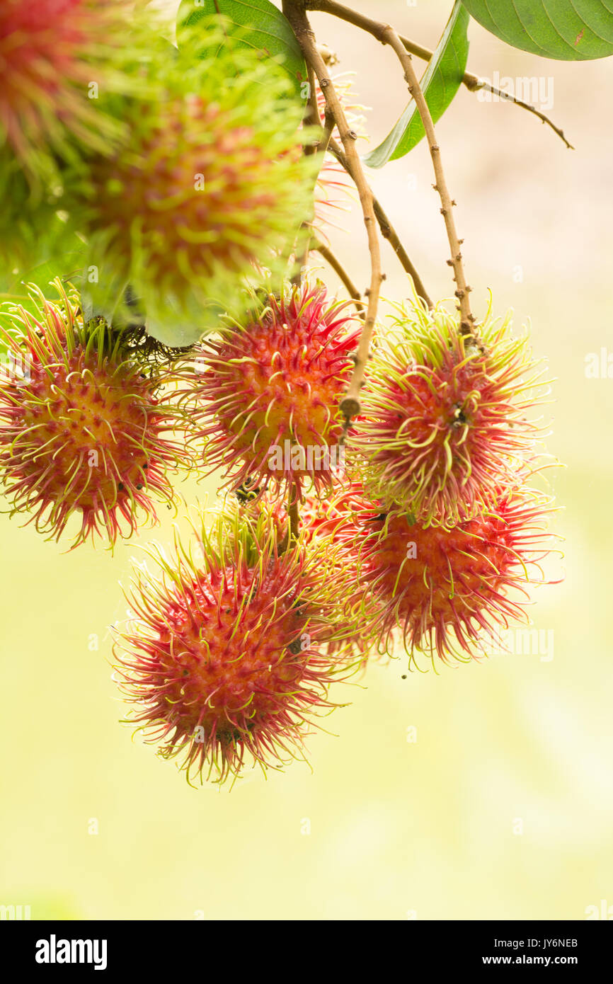 Rambutan fruits on tree hi-res stock photography and images - Alamy