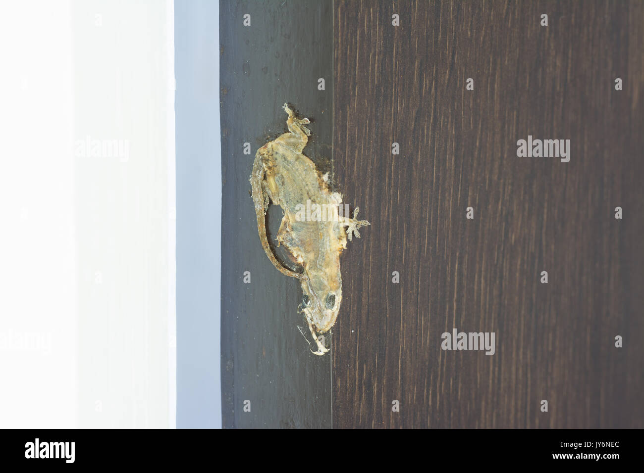 Dried dead small house lizard on the door Stock Photo - Alamy