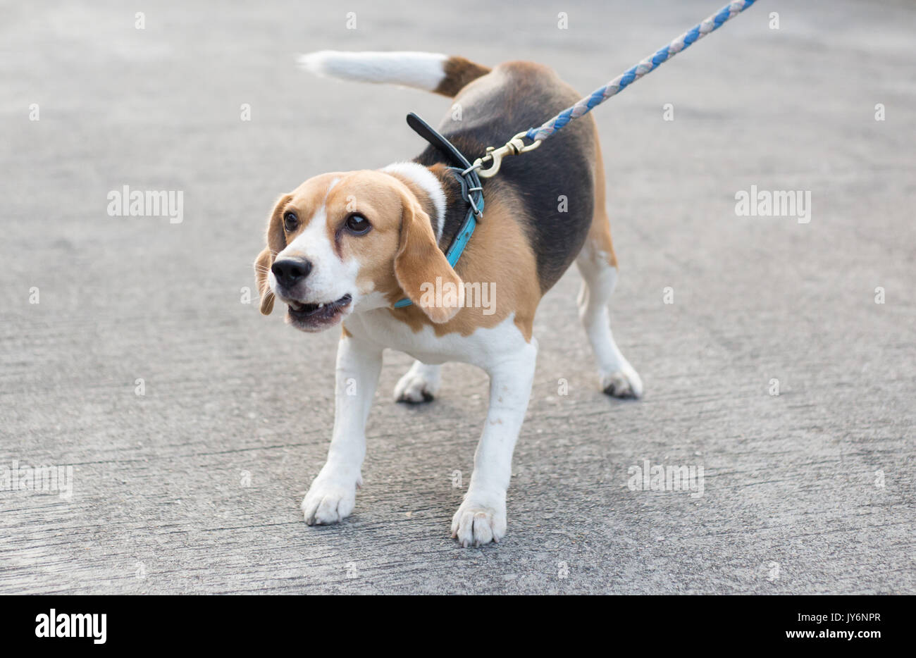 Beagle sniffer hi-res stock photography and images - Alamy