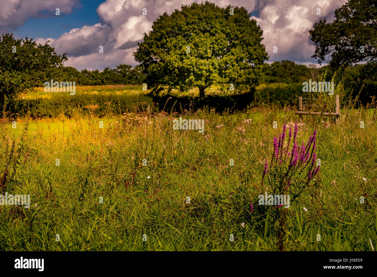 English country scene Stock Photo - Alamy