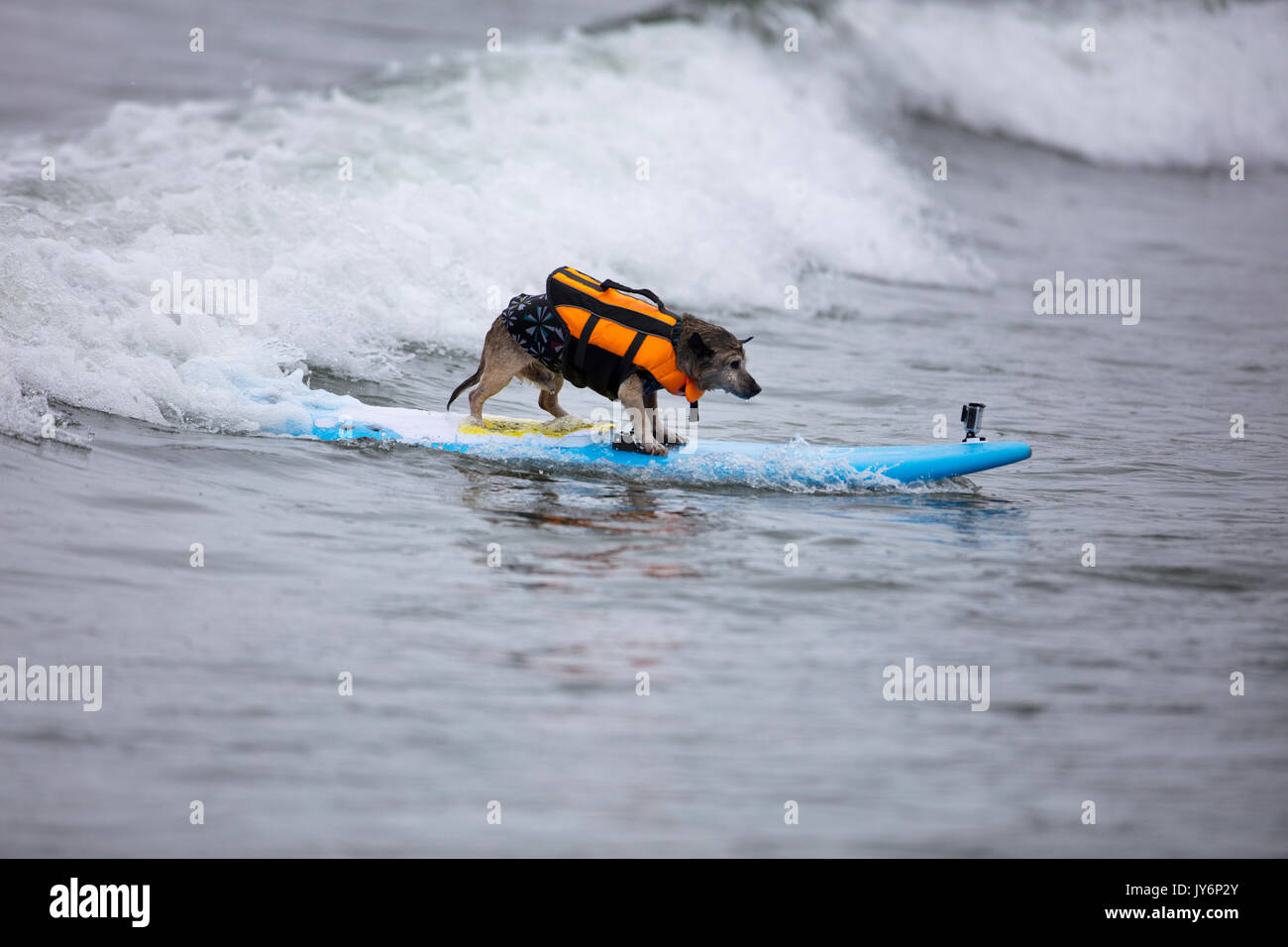 Dogs compete in the World Dog Surfing Championships in Pacifica ...