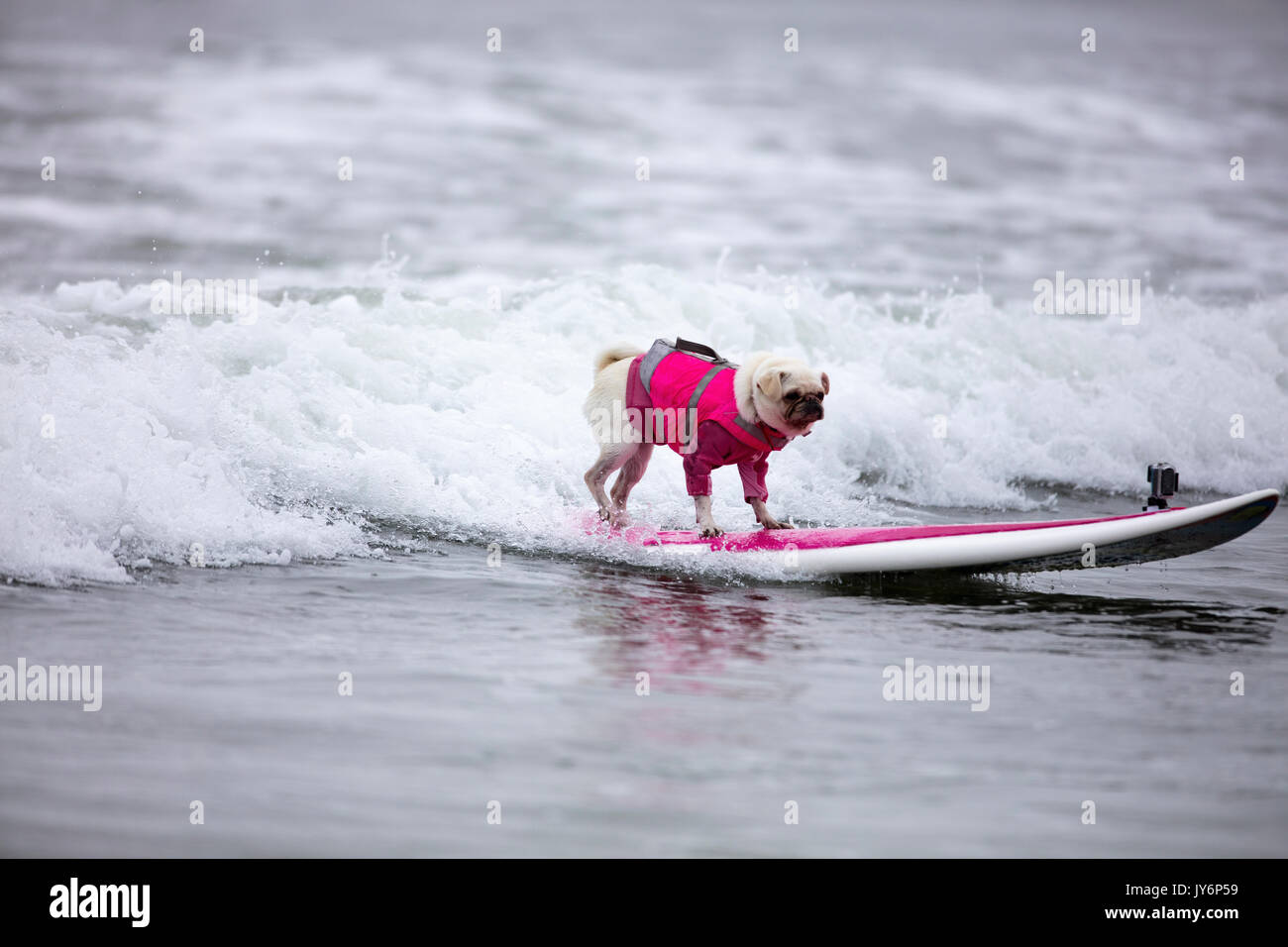 Dogs compete in the World Dog Surfing Championships in Pacifica ...