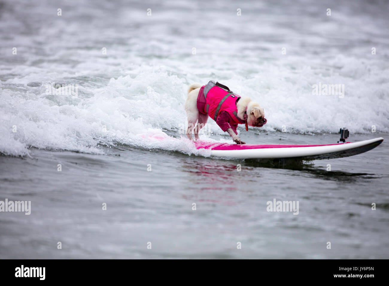 Dogs compete in the World Dog Surfing Championships in Pacifica ...