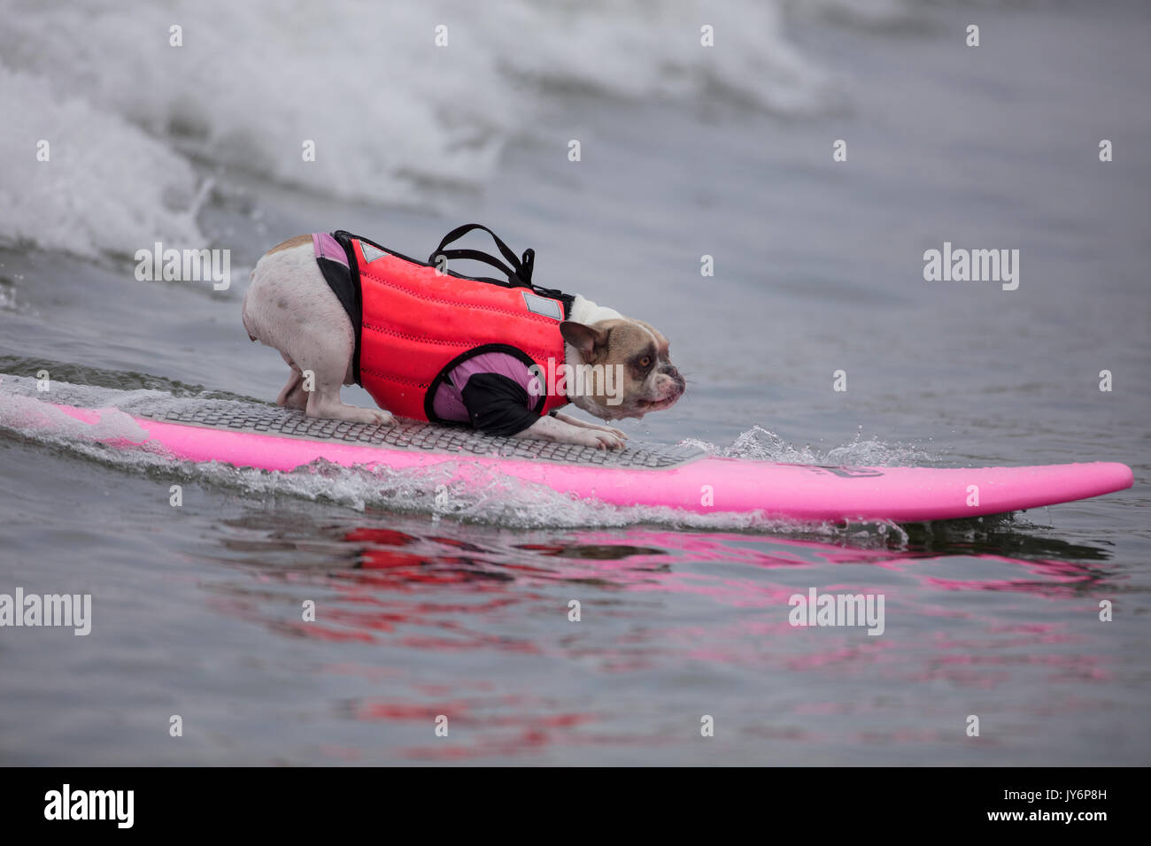 Dogs compete in the World Dog Surfing Championships in Pacifica ...