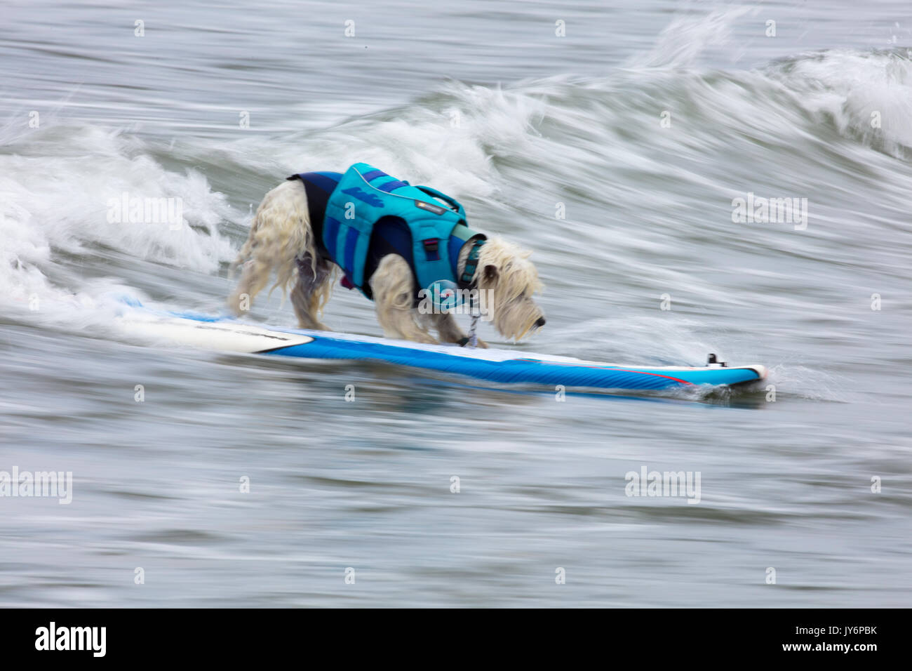 Dogs compete in the World Dog Surfing Championships in Pacifica ...