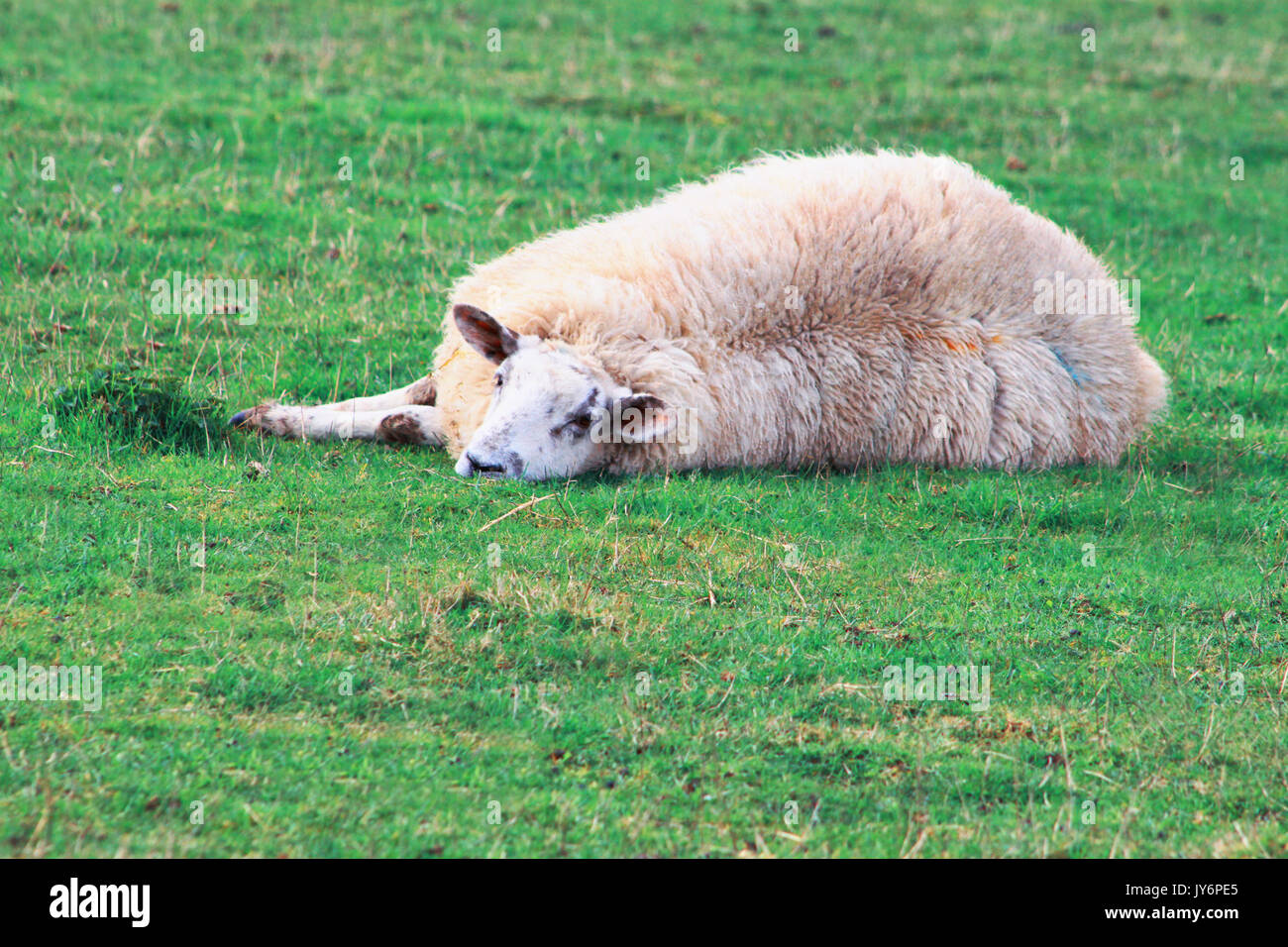Sheep at rest hi-res stock photography and images - Alamy