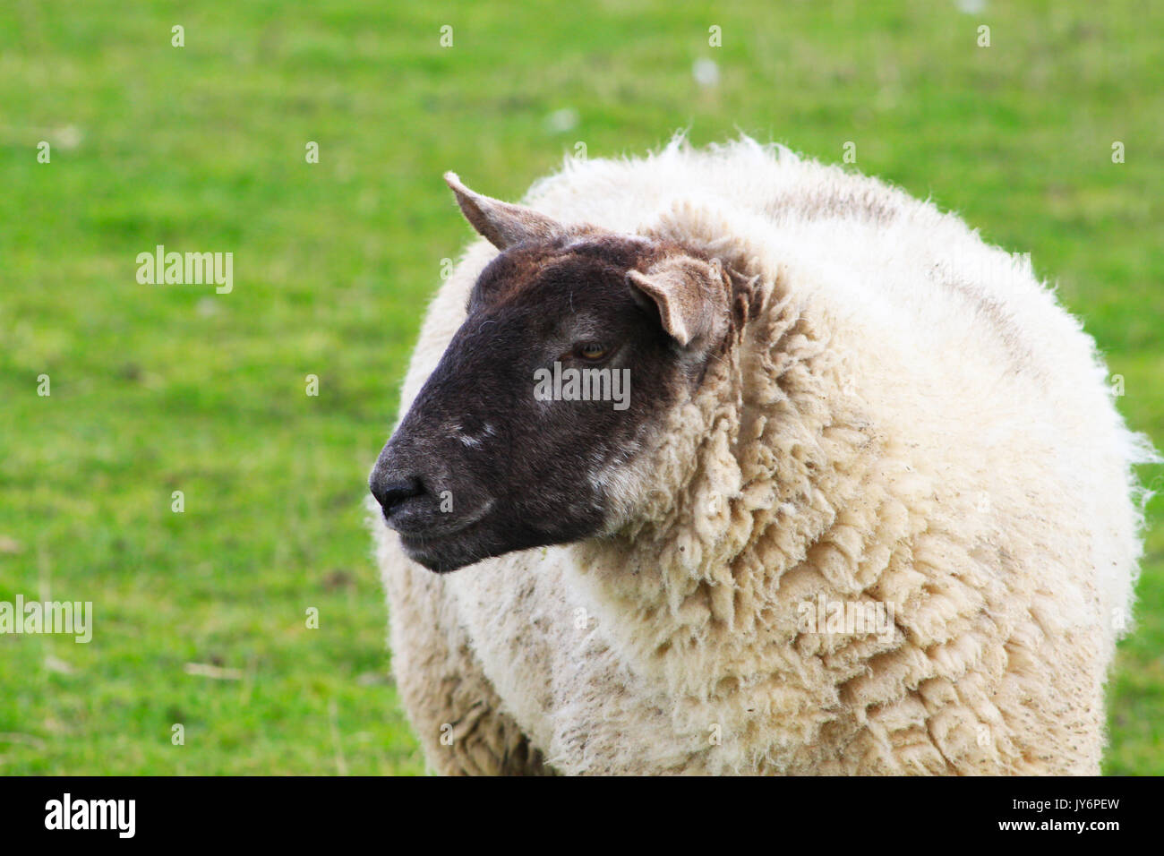 English fat flock sheep on green grass field, England UK Stock Photo ...