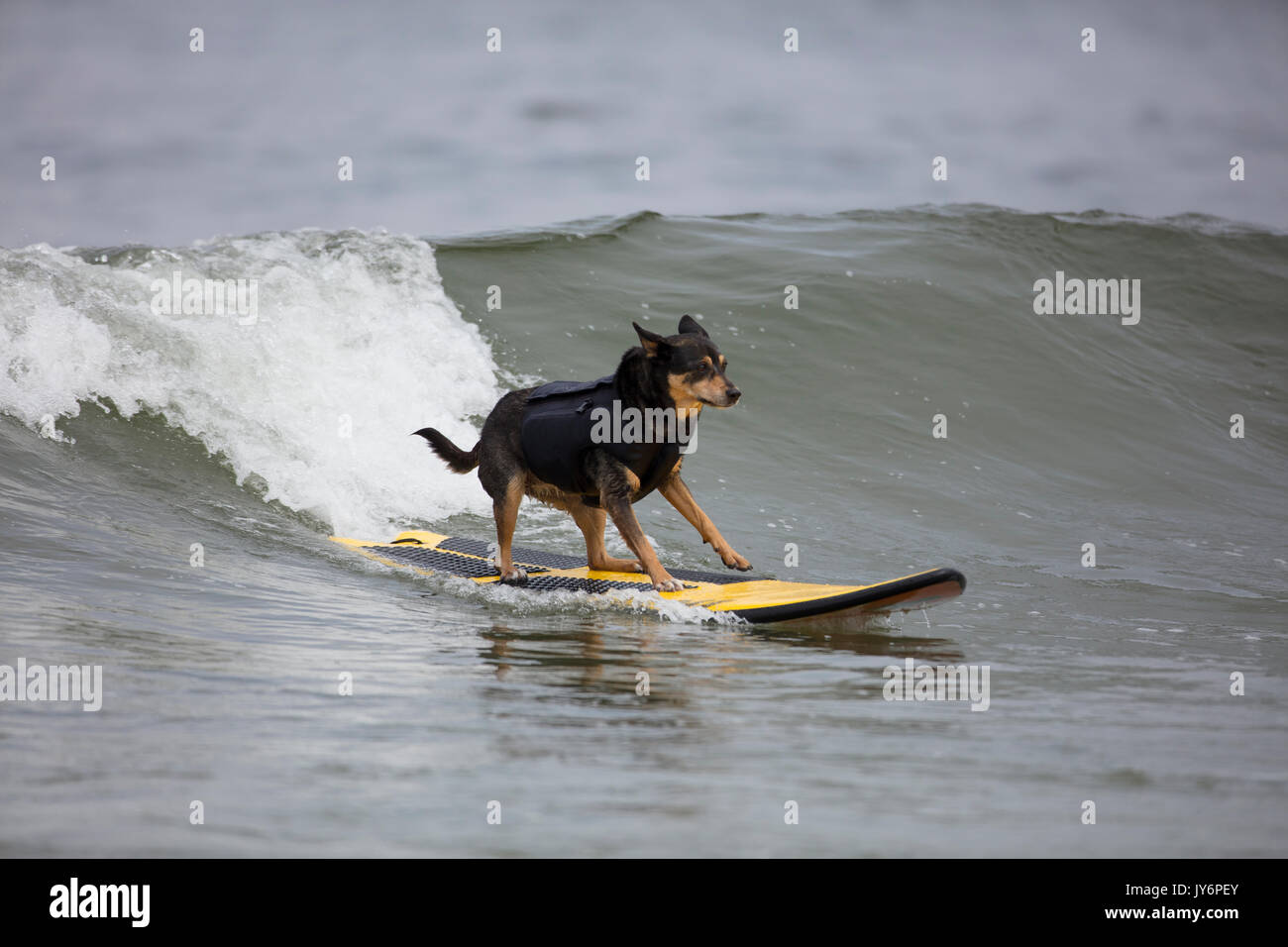 Dogs compete in the World Dog Surfing Championships in Pacifica ...