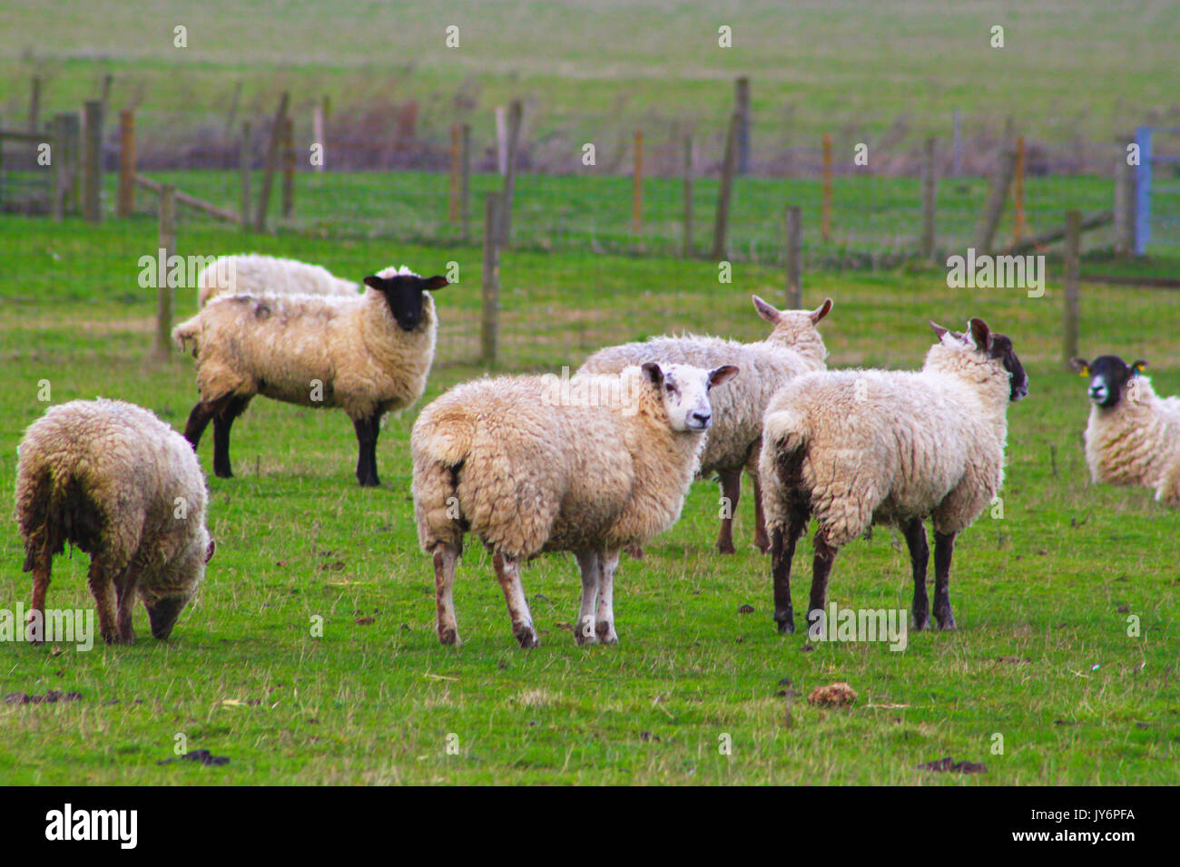Uk sheep hi-res stock photography and images - Alamy