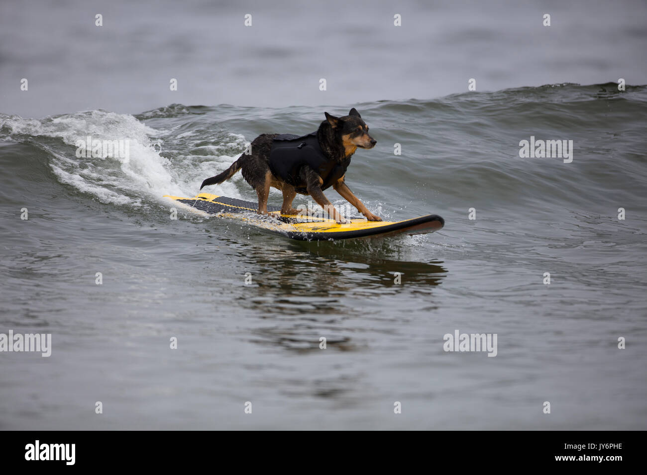 Dogs compete in the World Dog Surfing Championships in Pacifica ...