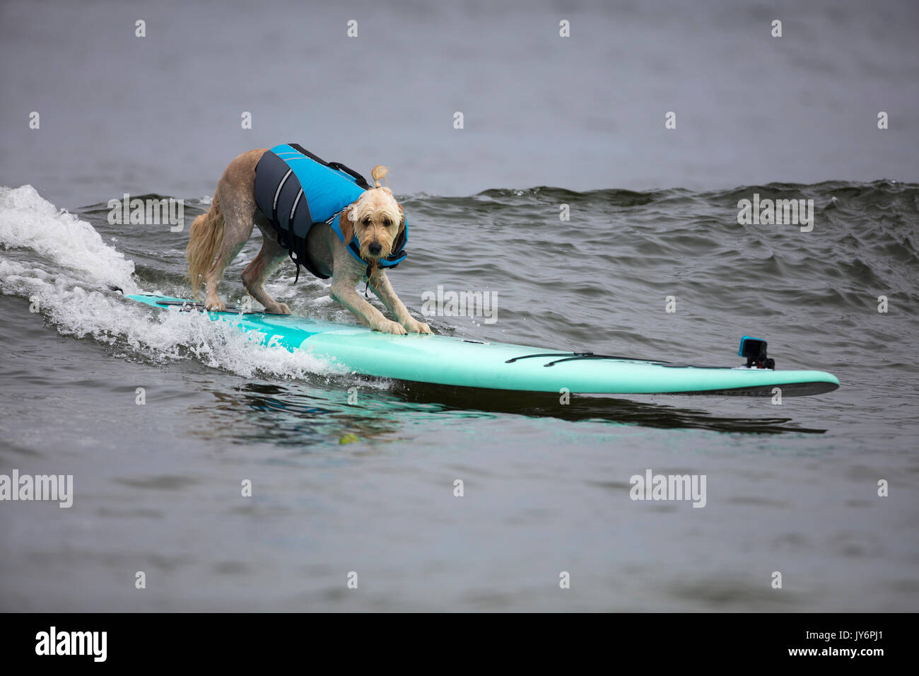 Dogs compete in the World Dog Surfing Championships in Pacifica ...