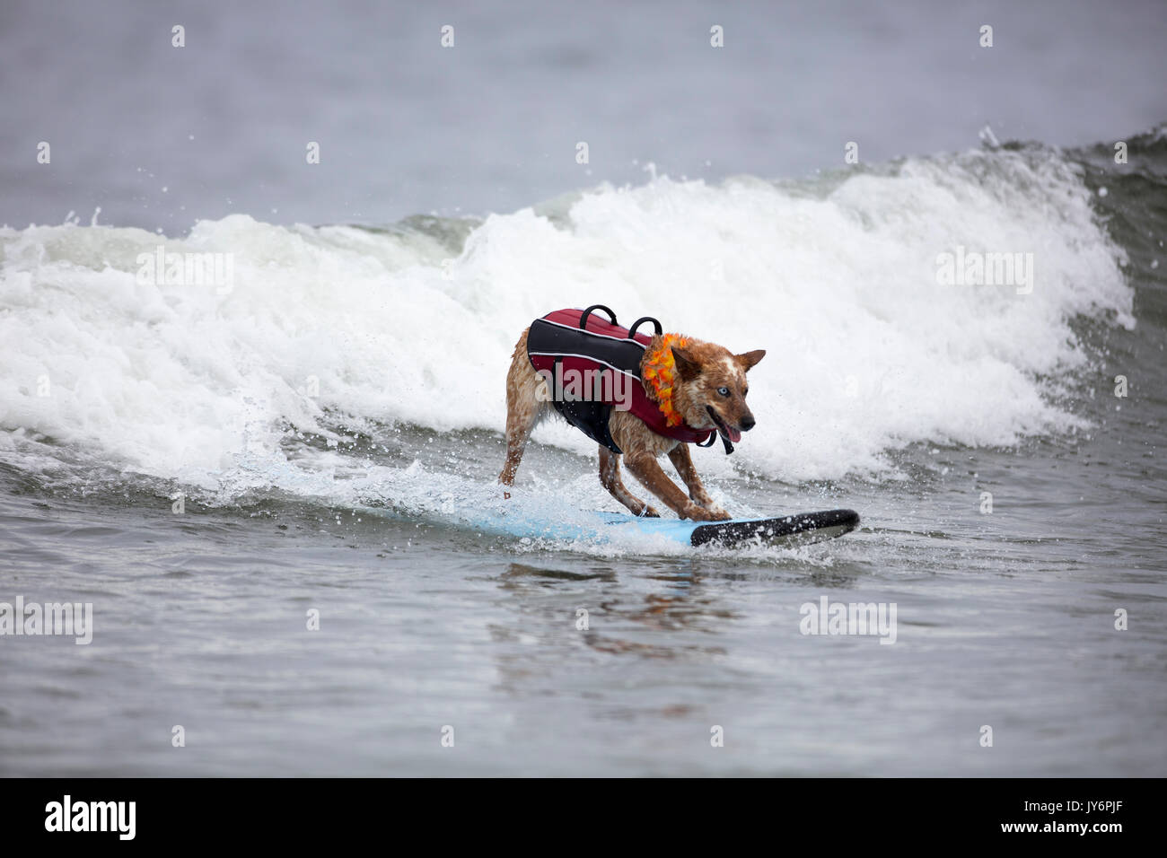 Dogs compete in the World Dog Surfing Championships in Pacifica ...