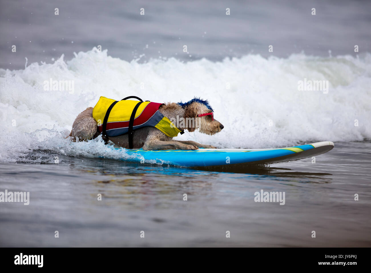 Dogs compete in the World Dog Surfing Championships in Pacifica ...