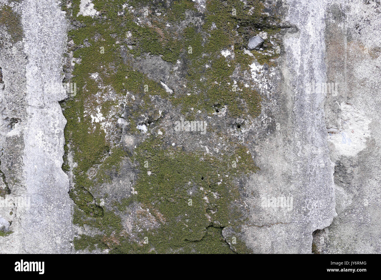 concrete wall with grunge texture and moss green algae , texture ...