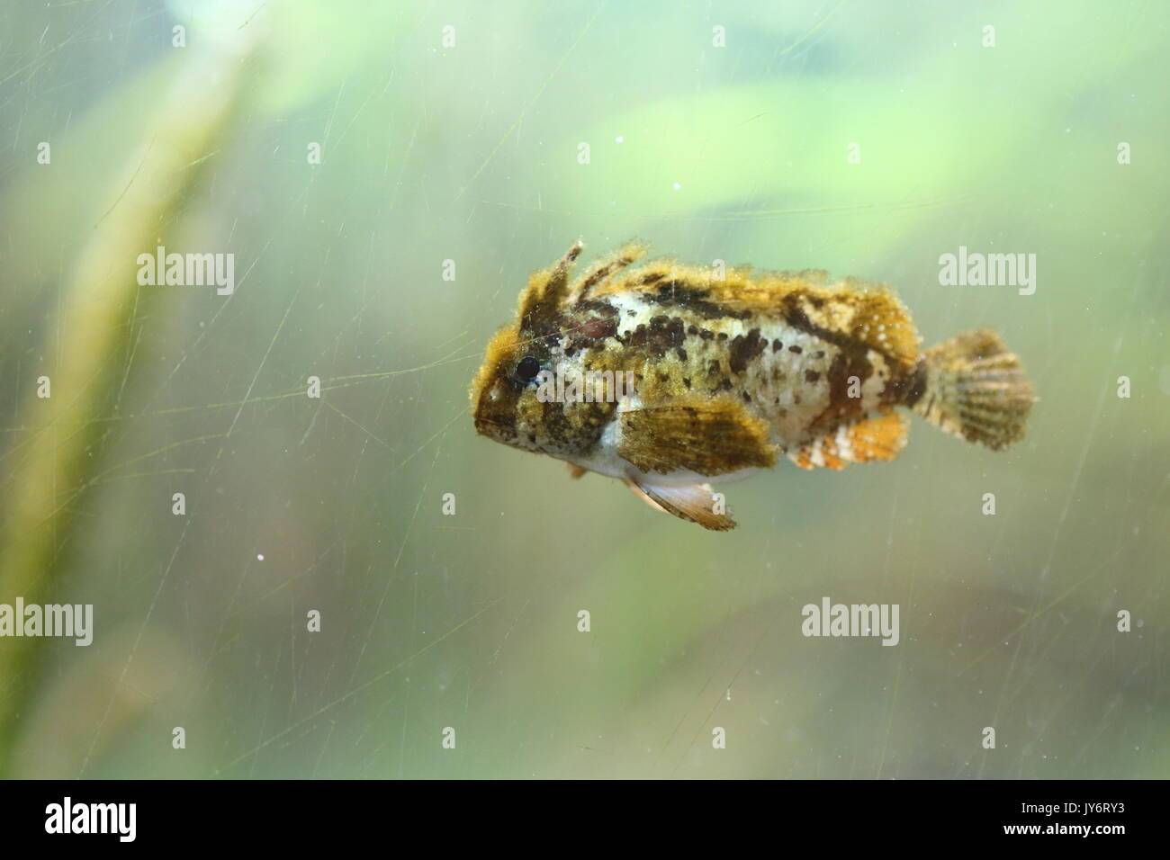 Redfin velvetfish hi-res stock photography and images - Alamy