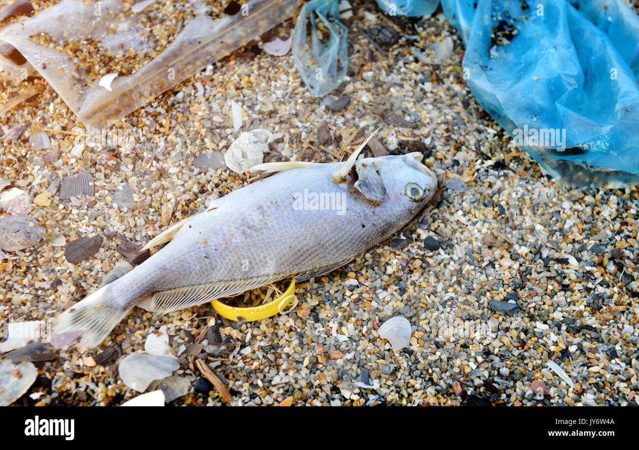 Body of death fish on the beach with plastic and junk in bad pollution ...