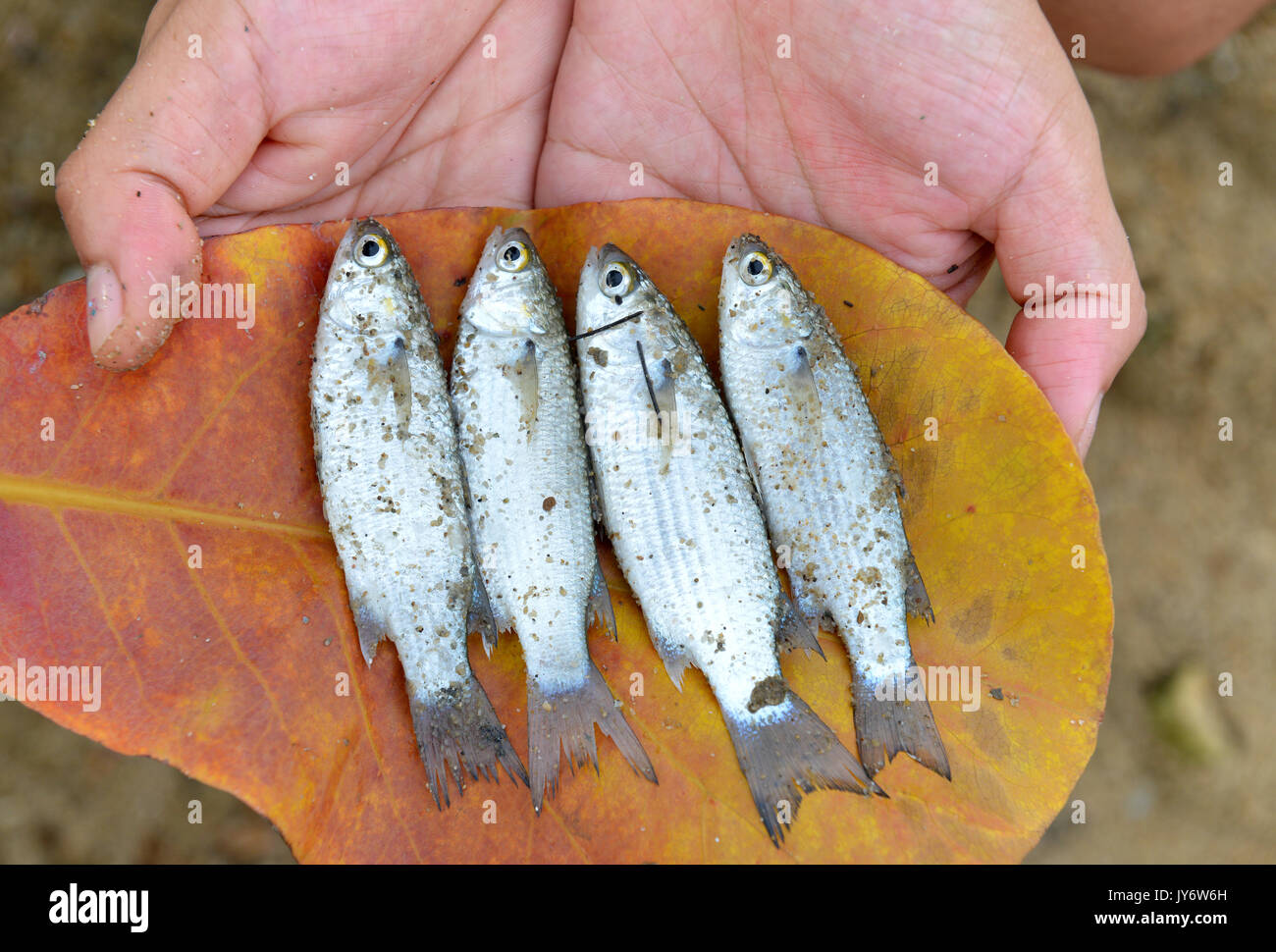 Death small fishes from the sea for food catch by fishery nest with ...