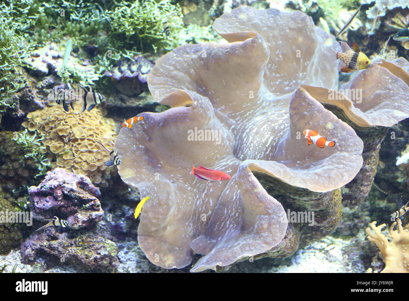 Giant clam (Tridacna gigas) in Okinawa, Japan Stock Photo - Alamy