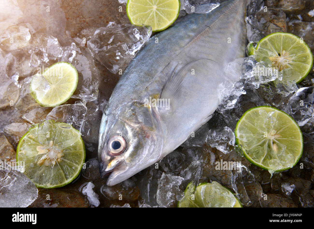 Jack or trevally carangidae hi-res stock photography and images - Alamy