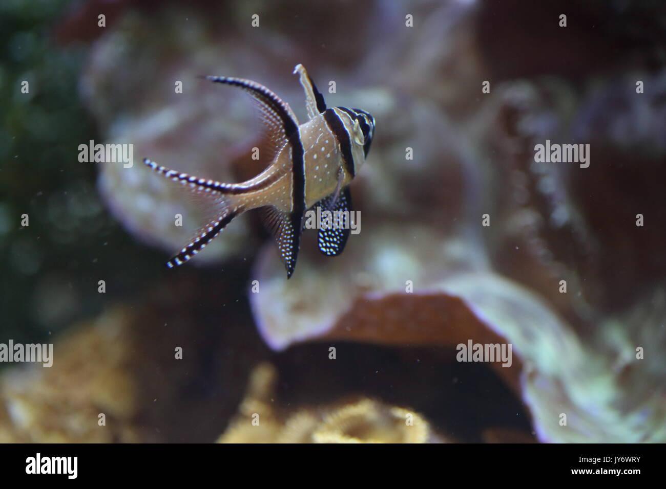 Banggai cardinalfish (Pterapogon kauderni) in Japan Stock Photo - Alamy