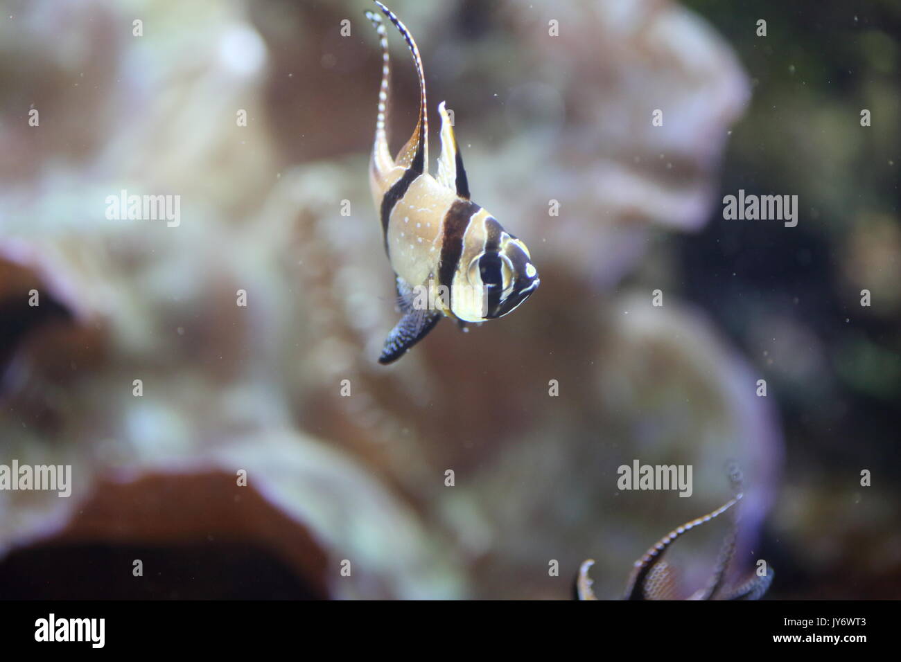 Banggai cardinalfish (Pterapogon kauderni) in Japan Stock Photo - Alamy